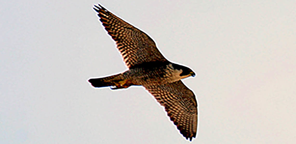 Birds - Samphire Hoe