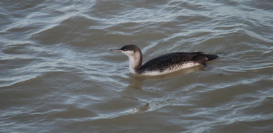 Birds - Samphire Hoe
