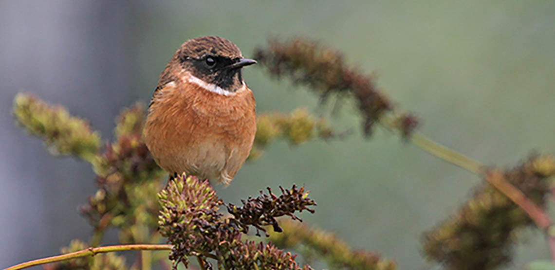 Birds - Samphire Hoe