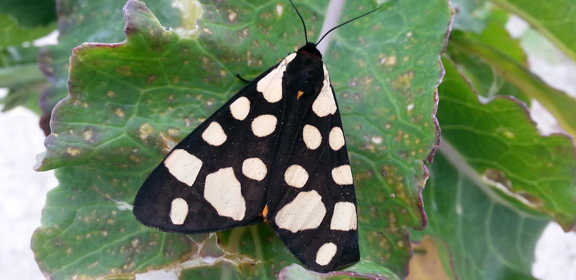 Moths - Samphire Hoe