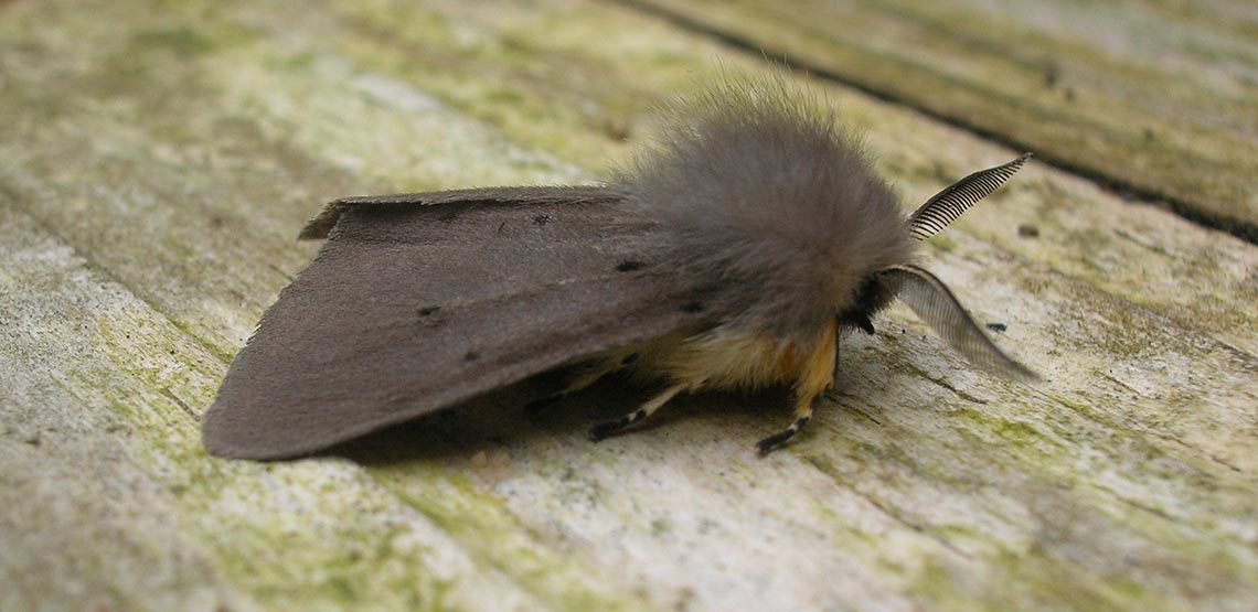 Moths - Samphire Hoe