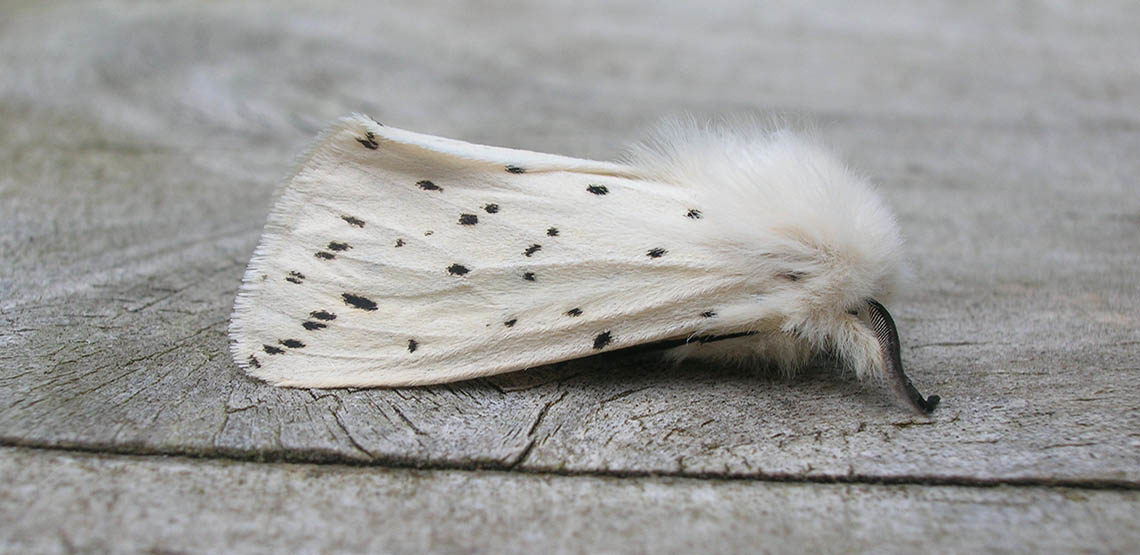 Moths - Samphire Hoe
