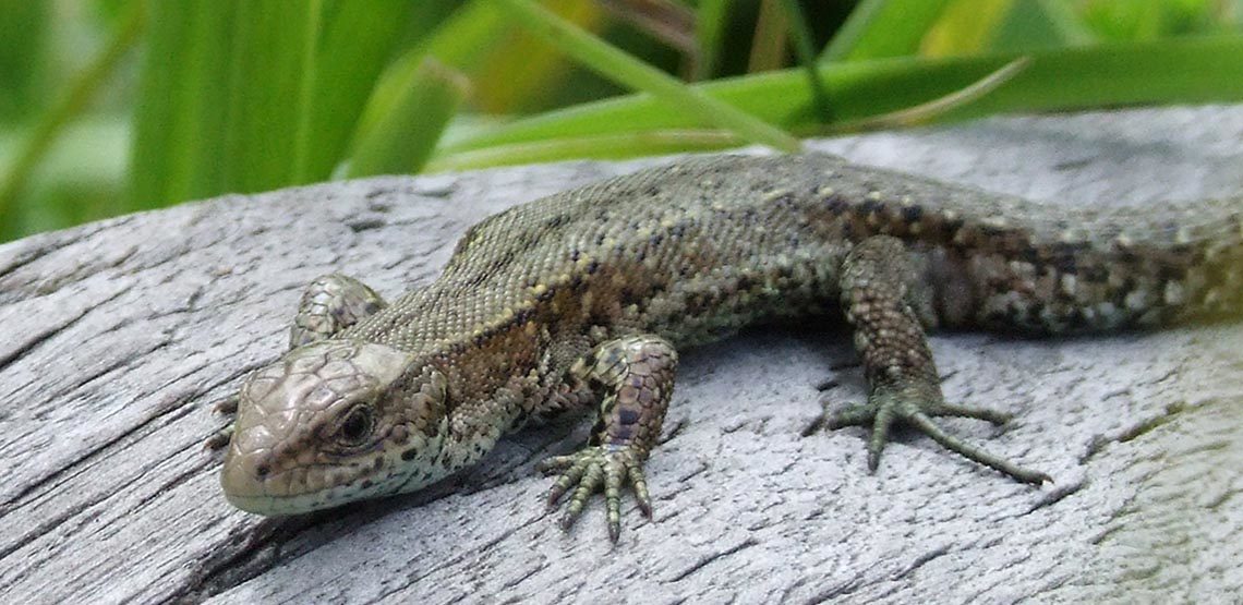 Reptiles - Samphire Hoe